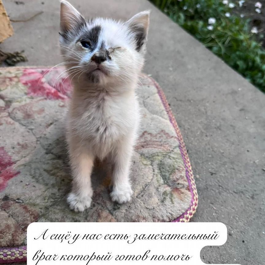 Котёнок в добрые руки
