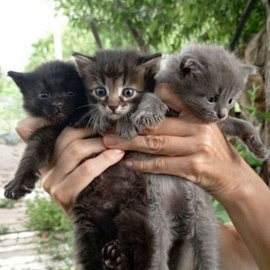 Котята в добрые руки мальчики девочка