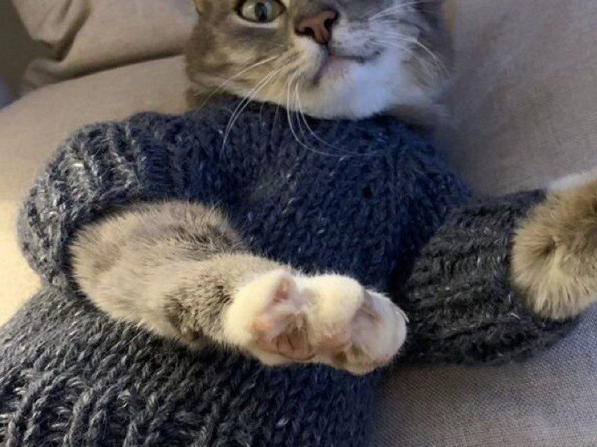 Свитер для кота. Резерв для Яши