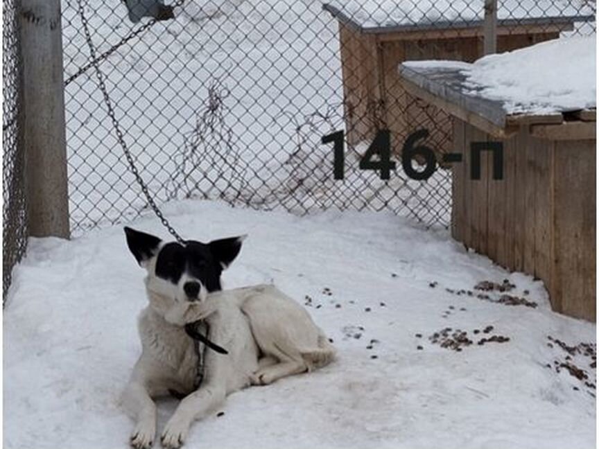 Собаки желают найти семью и дом)