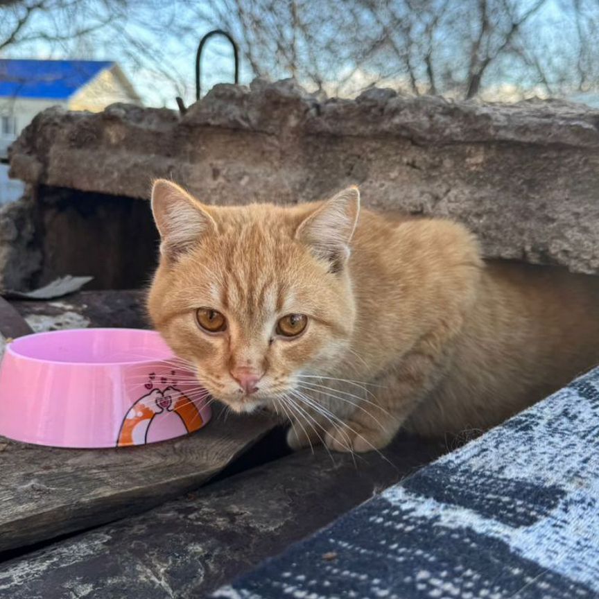 Взрослый кот в добрые руки