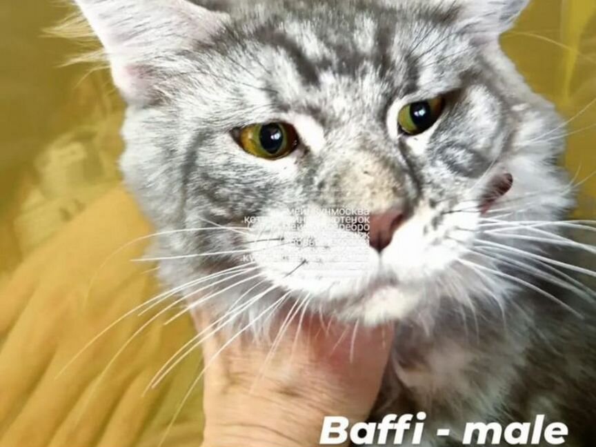 Котята мейн-куна black silver shaded