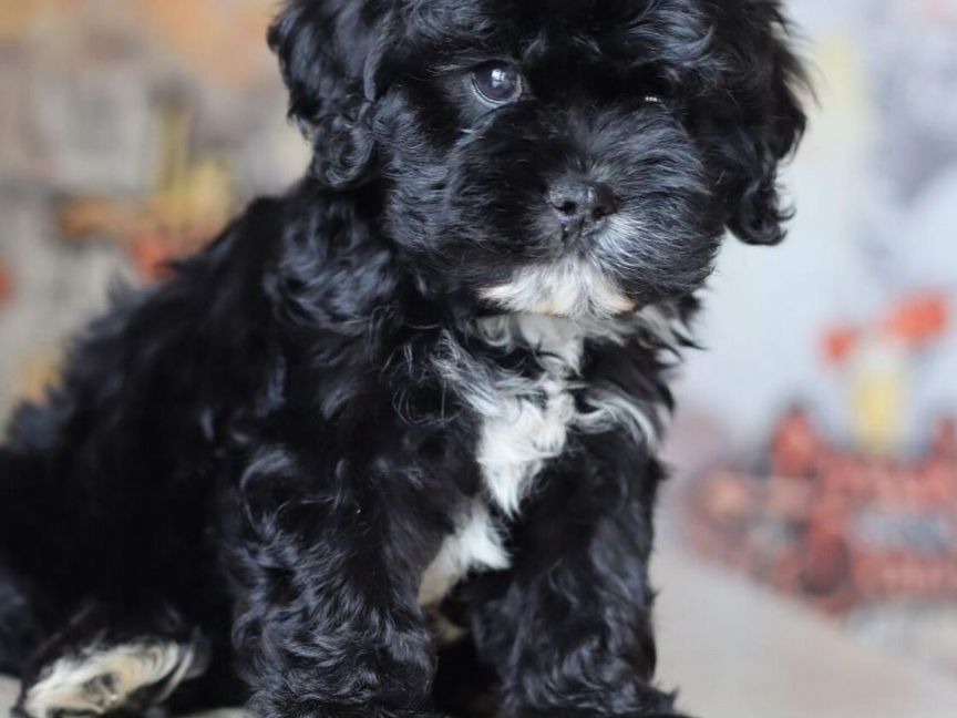 Красотки cavapoo Кава-пу