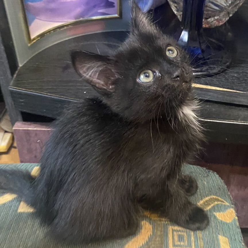 Котёнок от частного владельца