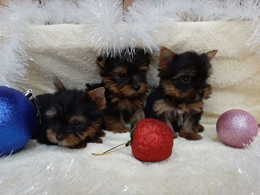 Йорики бебики мини мини