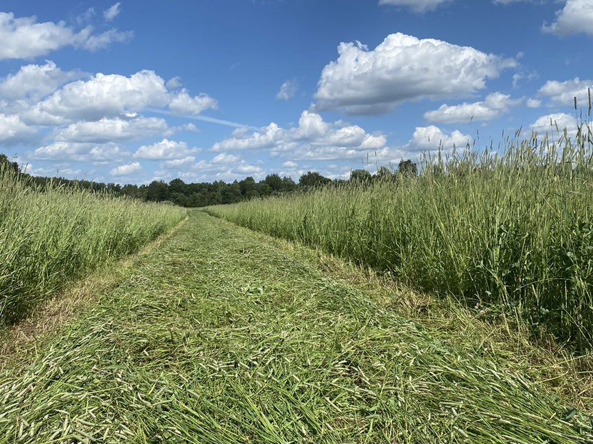 Сено ангарного хранения
