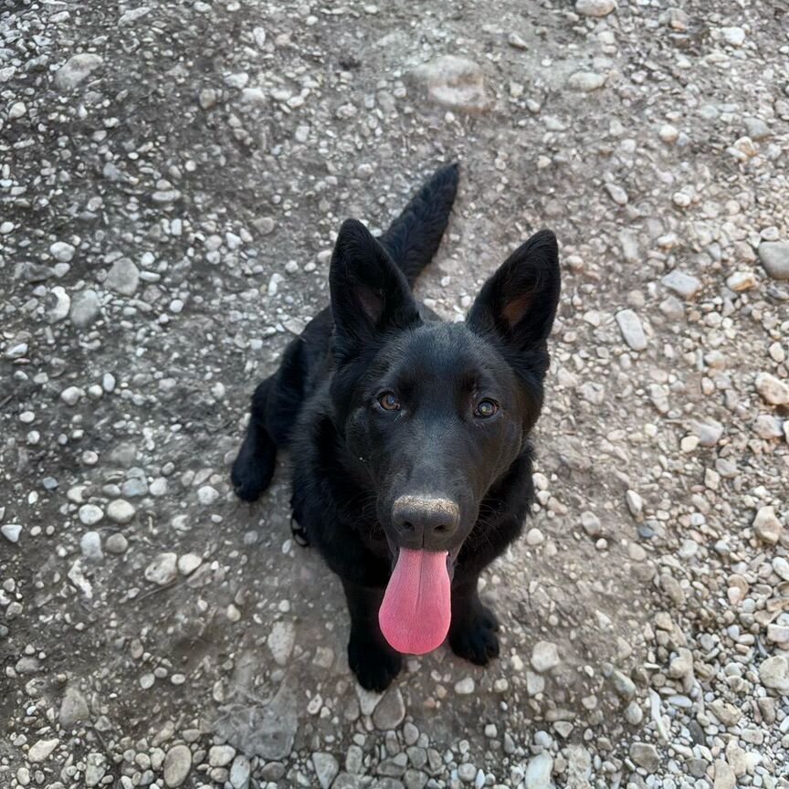 Черная немецкая овчарка