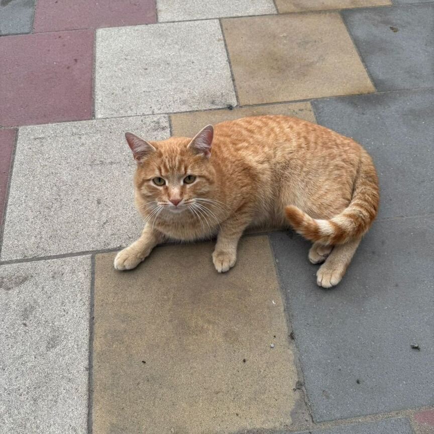 Кот в добрые руки