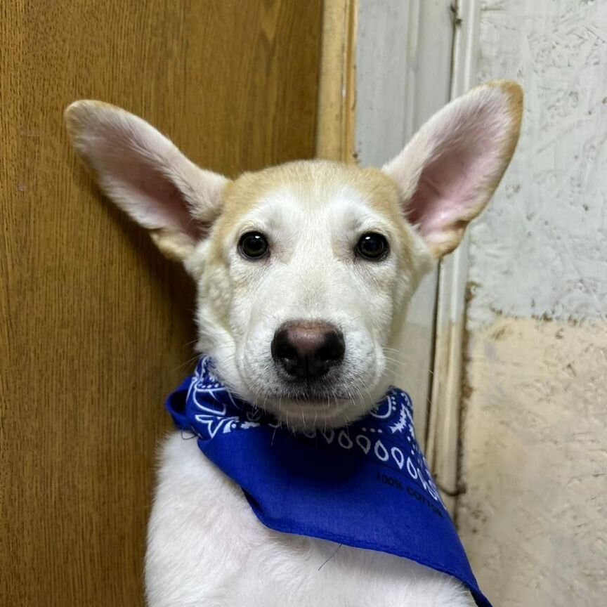 Смешной непоседа Краш с надеждой ждёт родителей