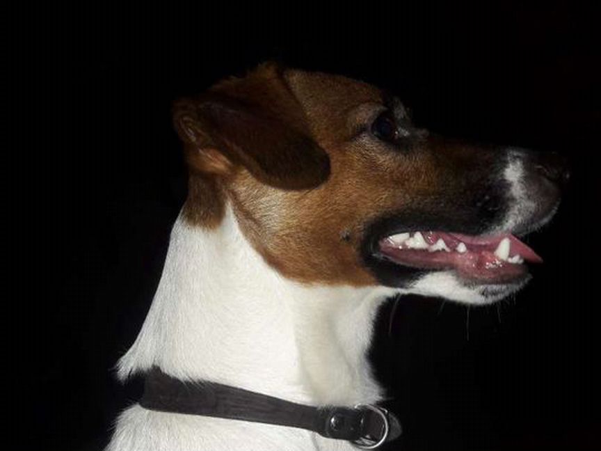 Вязка джек рассел терьер