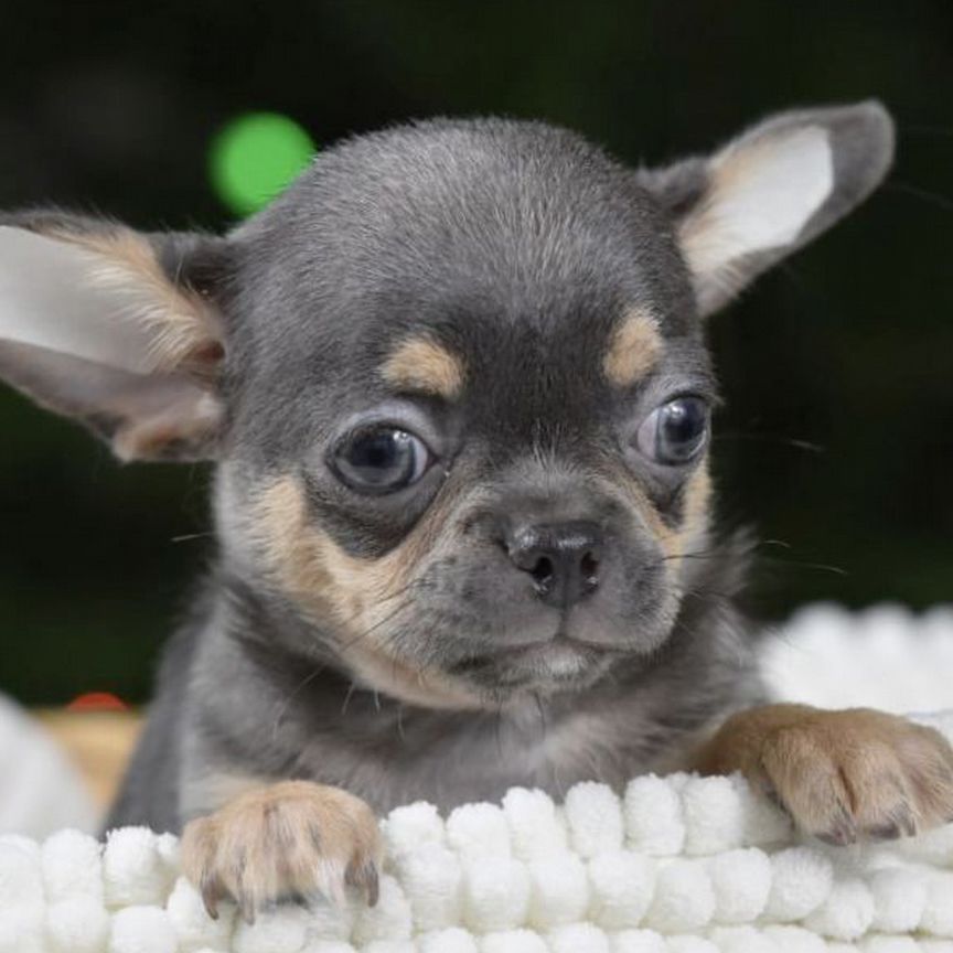 Чихуахуа, щенок