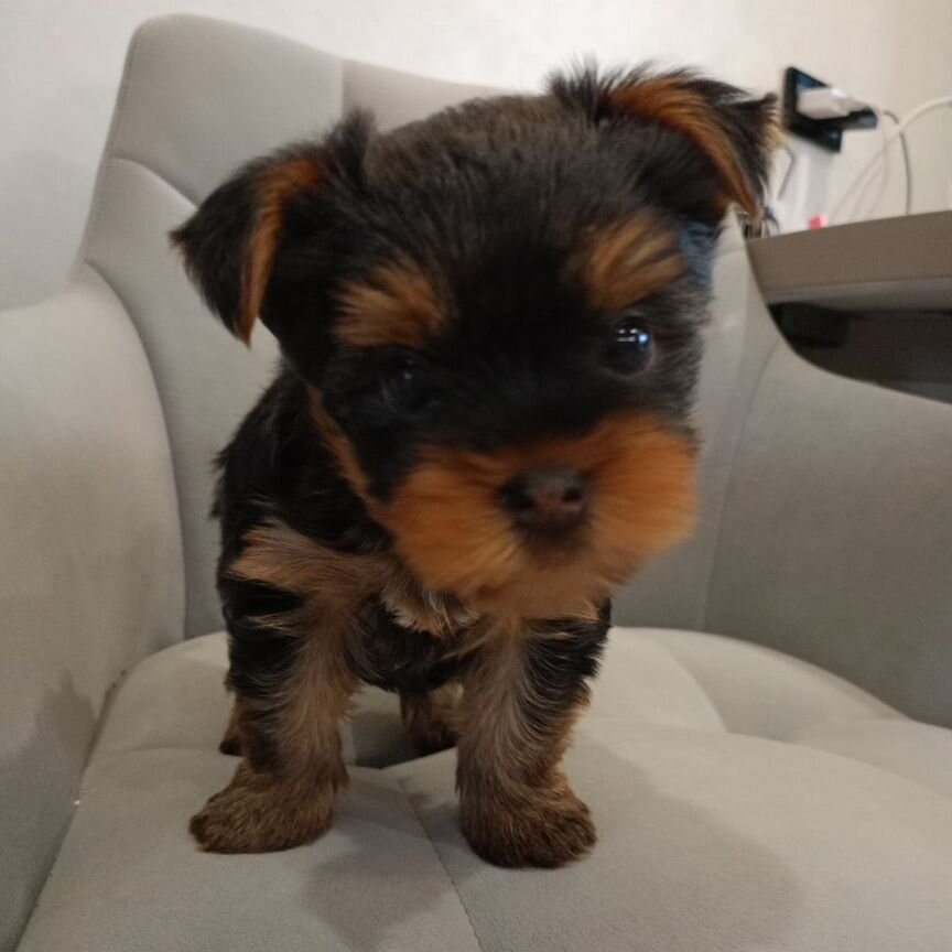 Йоркширский терьер