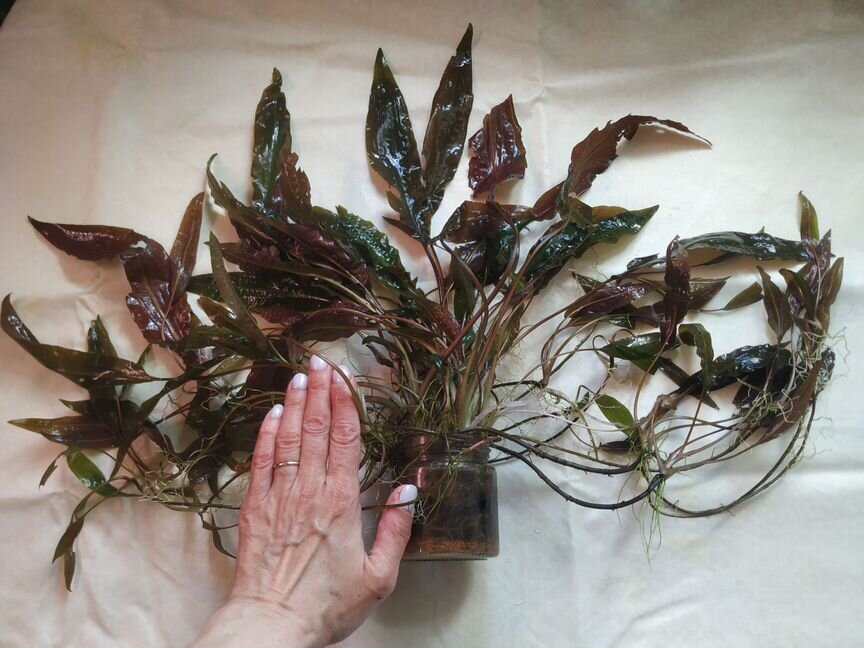 Cryptocoryne Affinis, криптокорина родственная