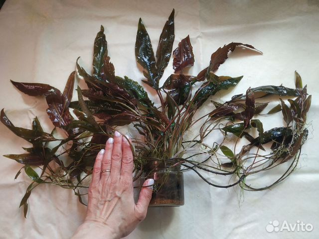 Cryptocoryne Affinis, криптокорина родственная купить в Москве ...