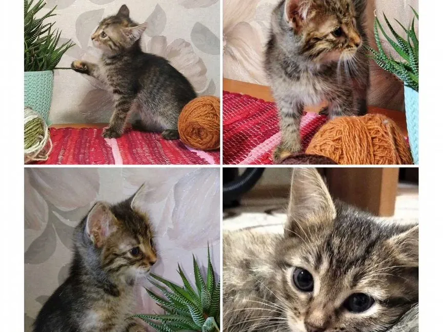 Котята в добрые руки
