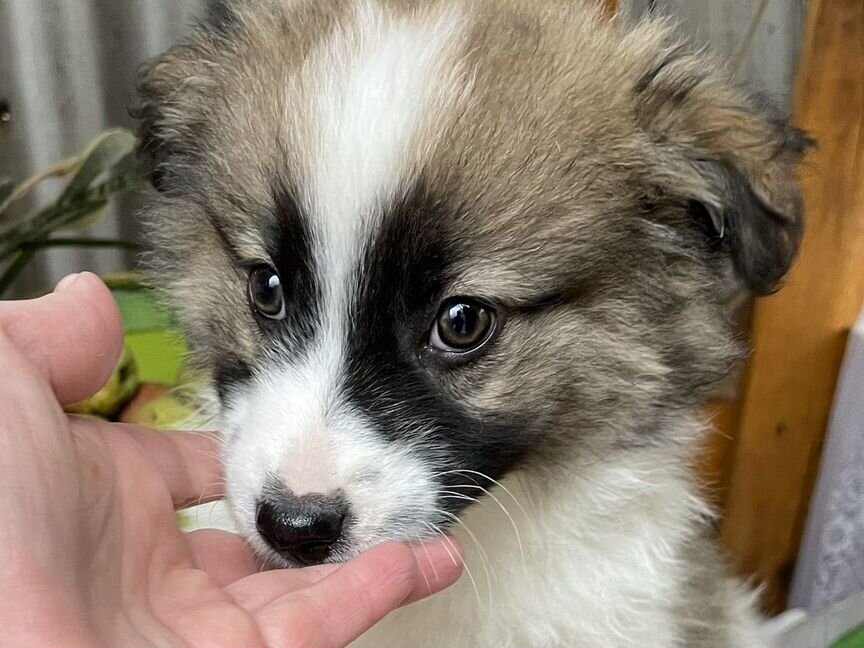 Малышу Тэдди негде жить