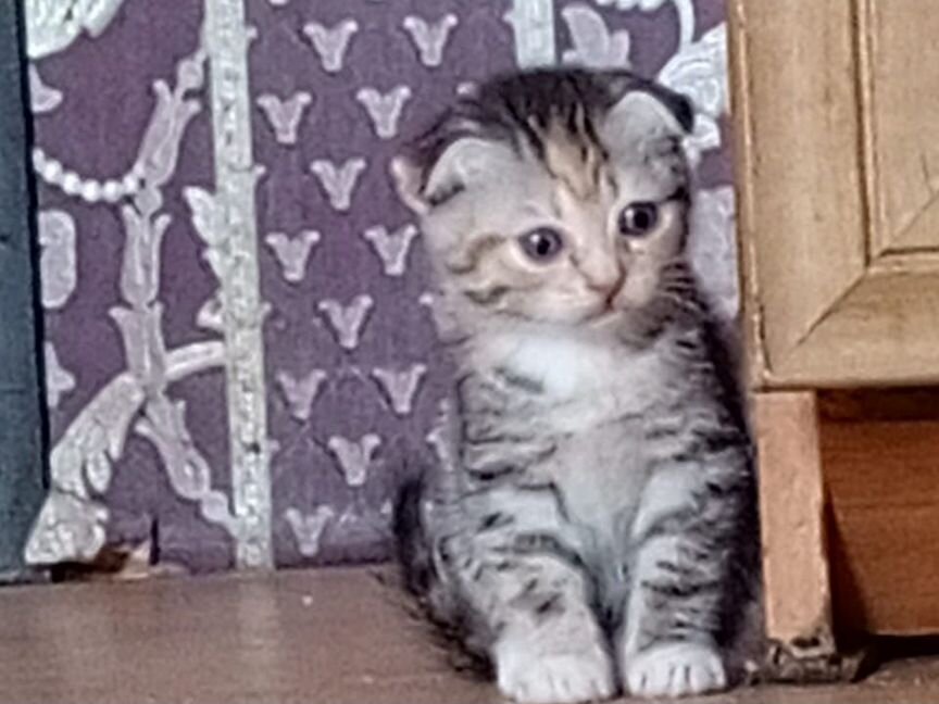 Шотландская вислоухая