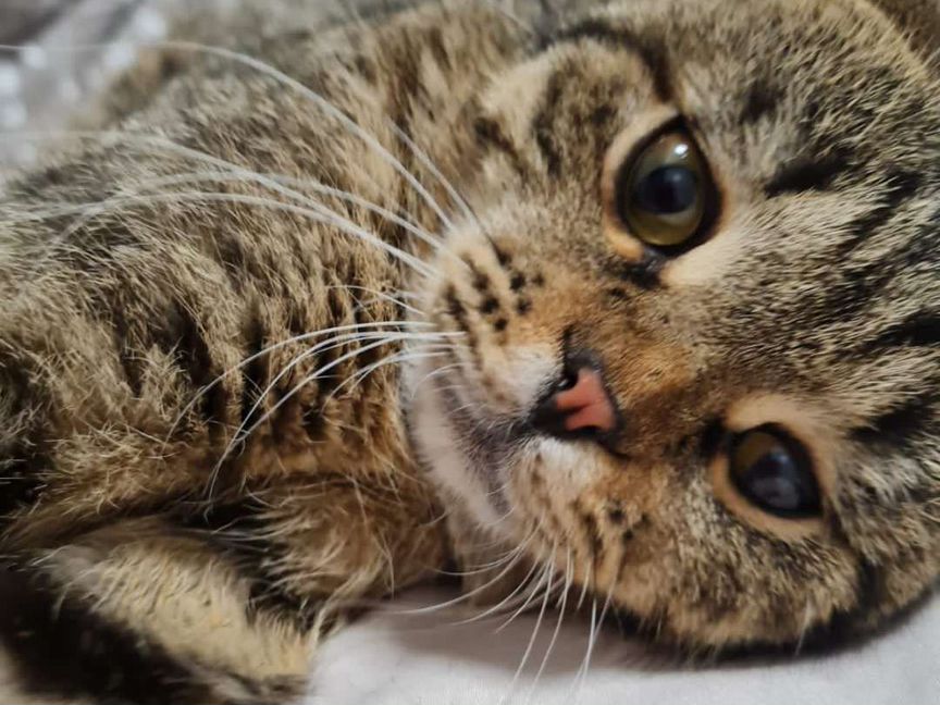 Милая, но несчастная Чуча все еще не дома