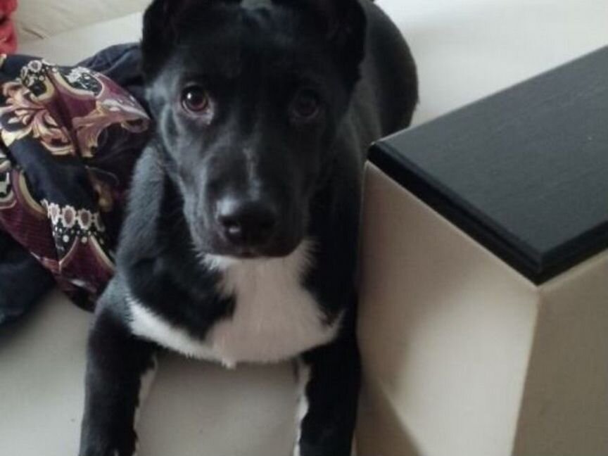 Щенок Овчар ищет дом