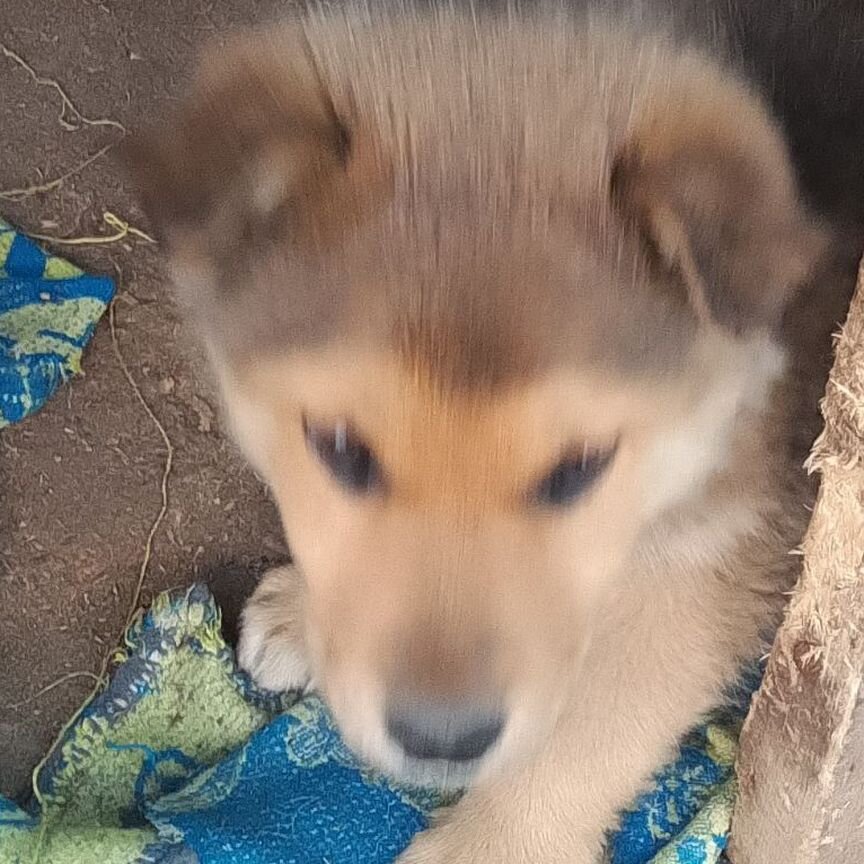 Щенок в добрые руки