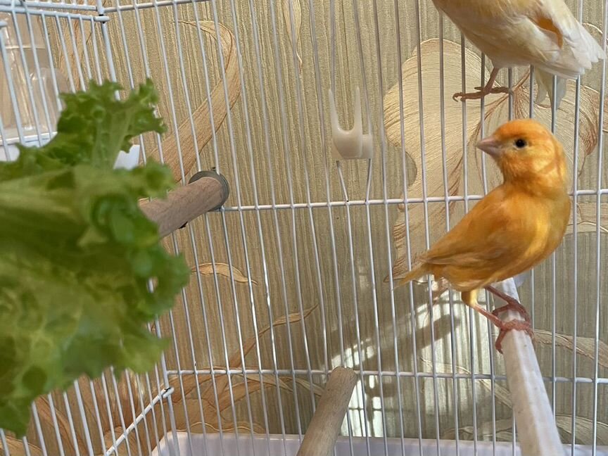 Канарейка и кенарь