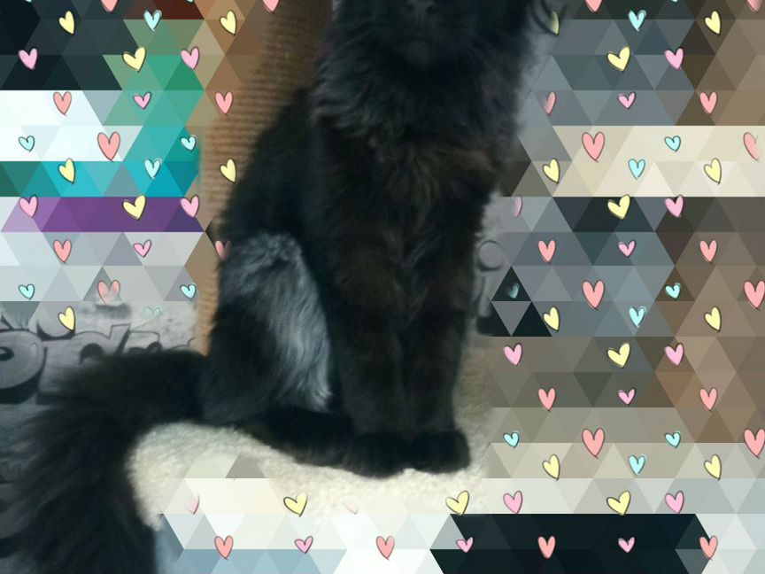 Котята мейн-кун