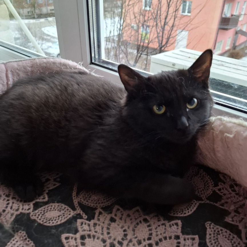 Кошки в добрые руки бесплатно