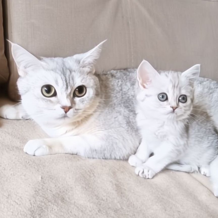 Шотландский прямоухий короткошёрстный котёнок