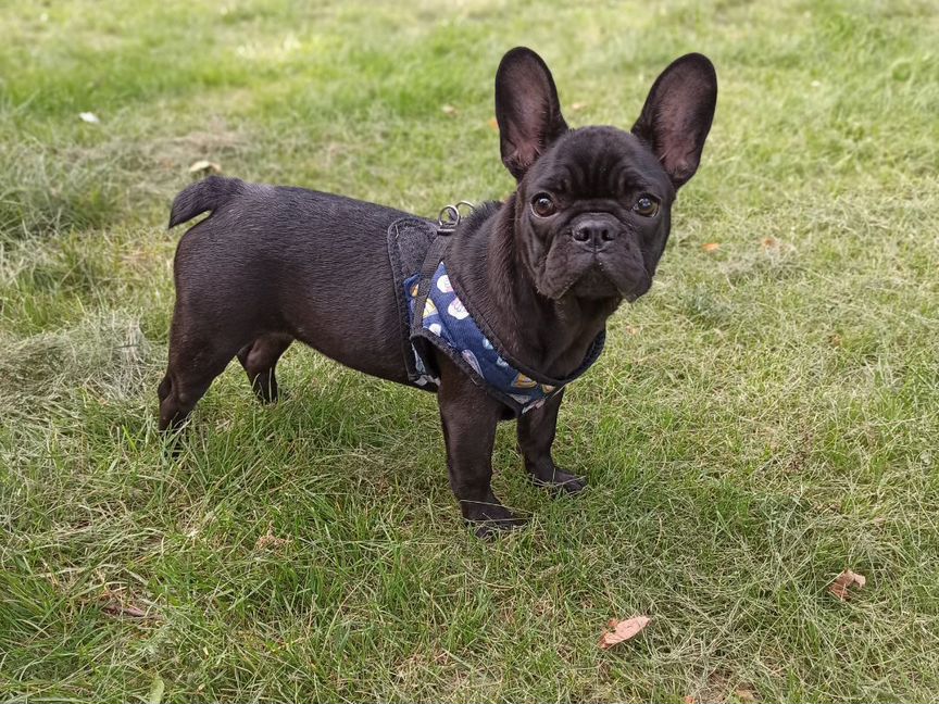 Французский бульдог щенки девочка