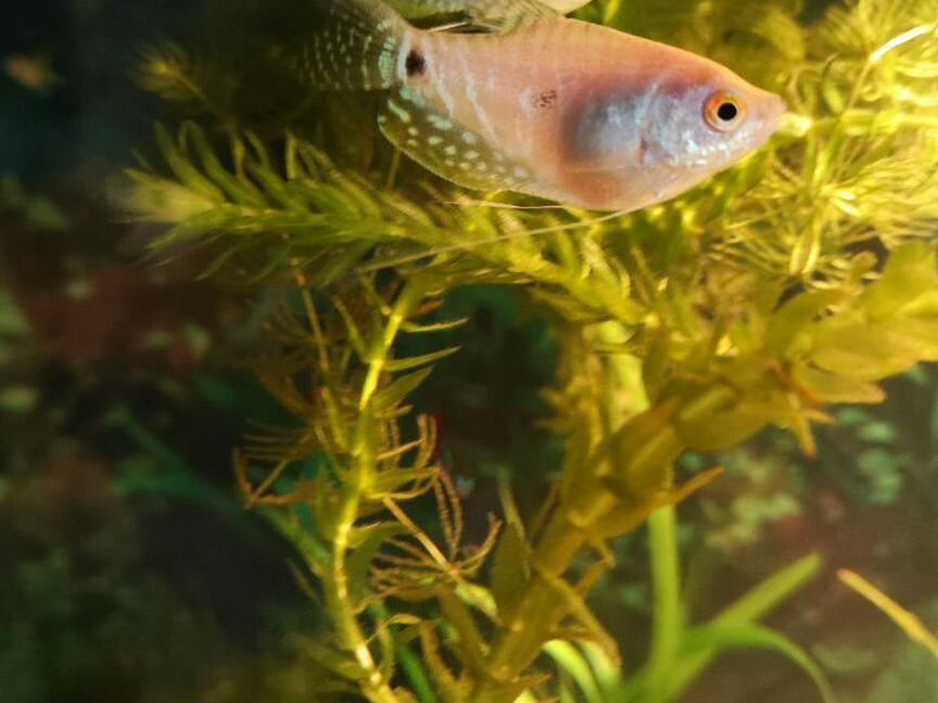 Гурами, самочки