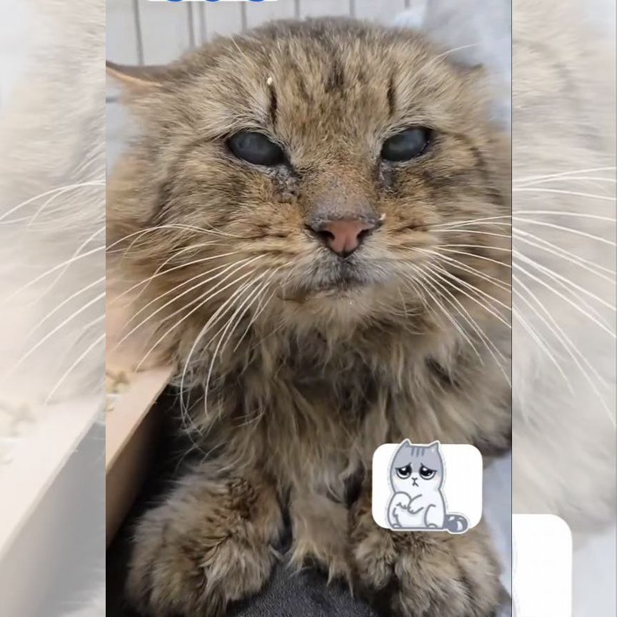 Взрослый кот в добрые руки