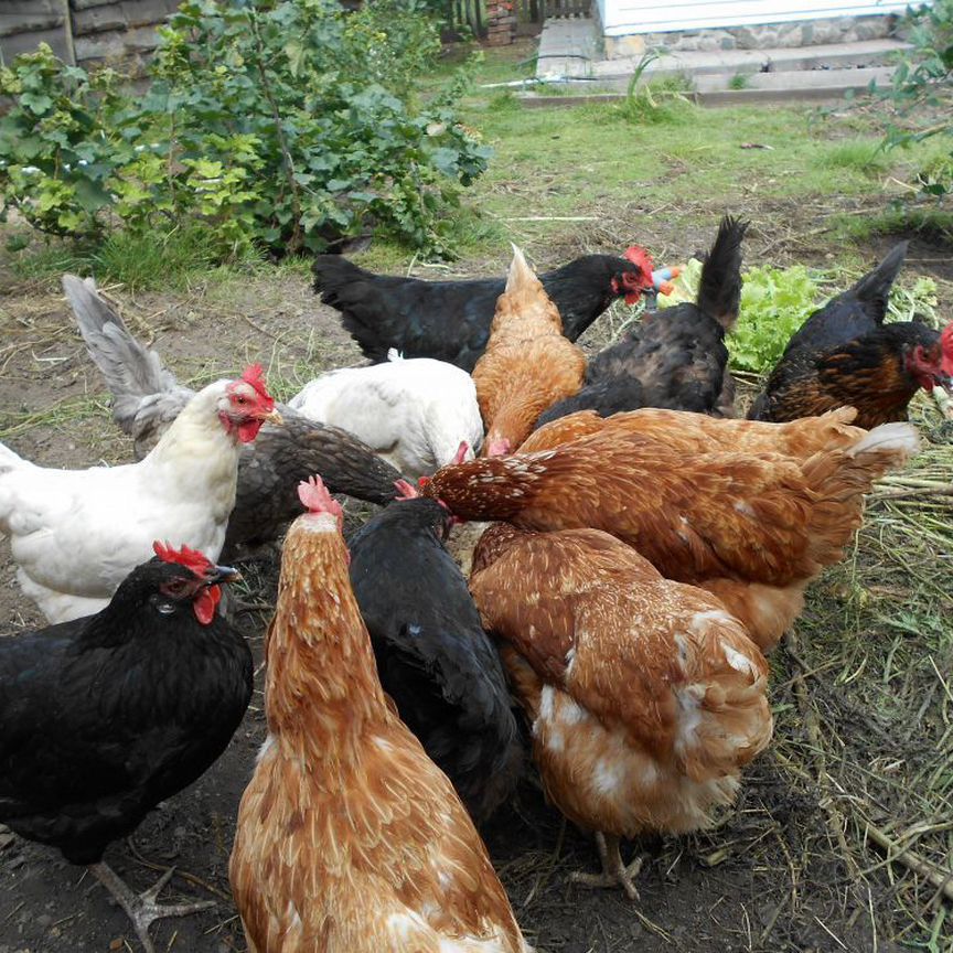 Куры молодки