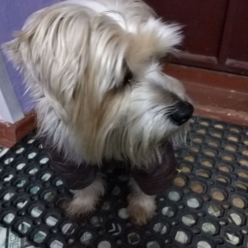 Йоркширский терьер