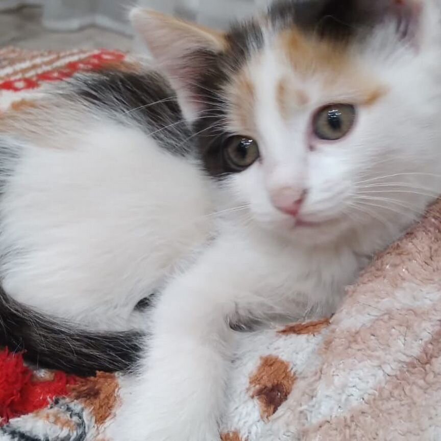 Киса Поиски любящей семьи