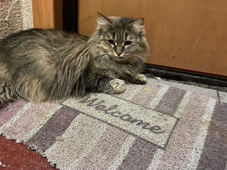 Пушистая кошка