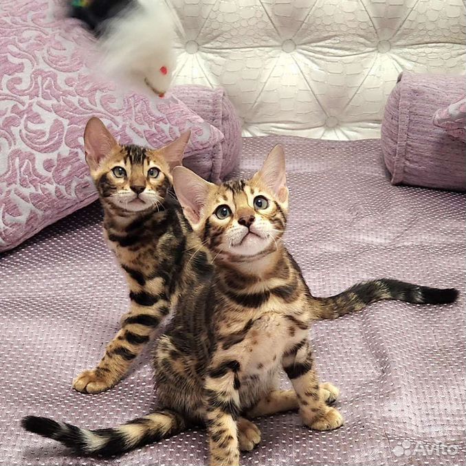 Целовательные кото малыши