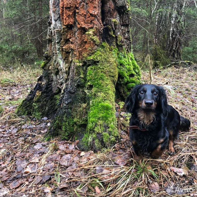 Собака такса длинношерстная