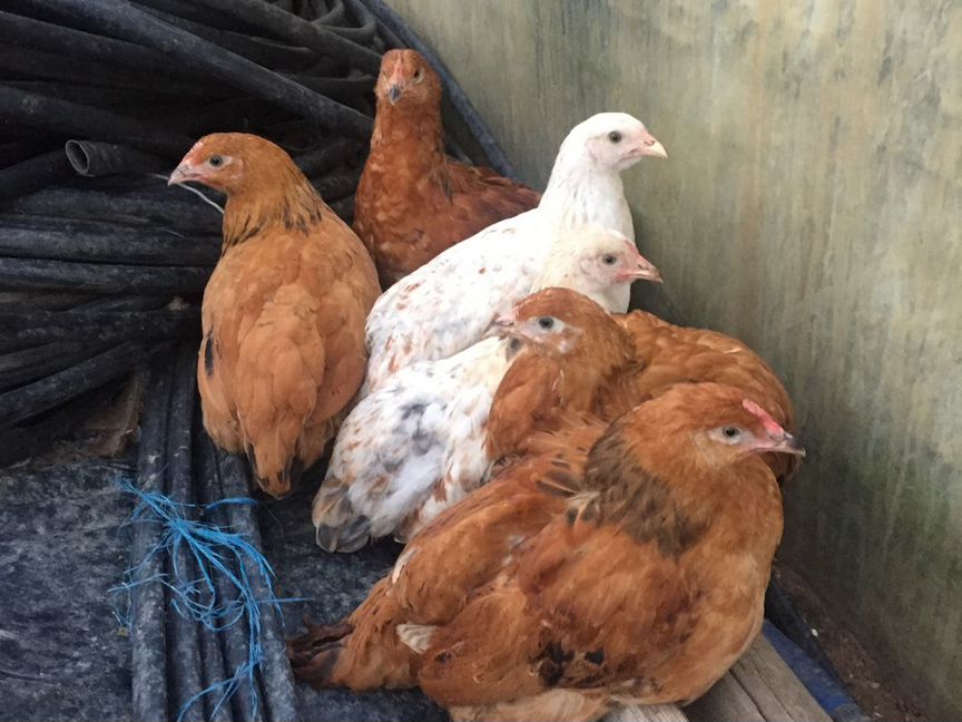 Домашняя птица