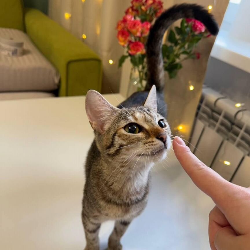 Кошка в добрые руки