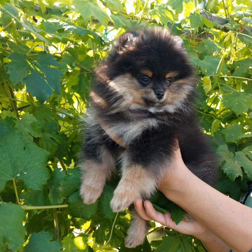 Щенок шпица
