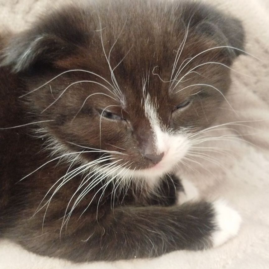 Шотландский вислоухий короткошёрстный котёнок