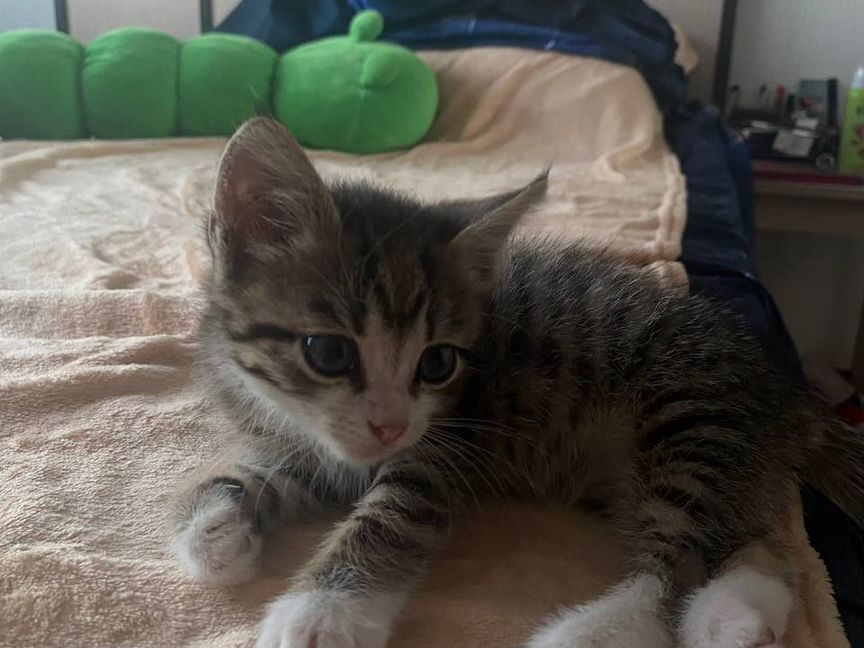 Отдадим котенка в добрые руки