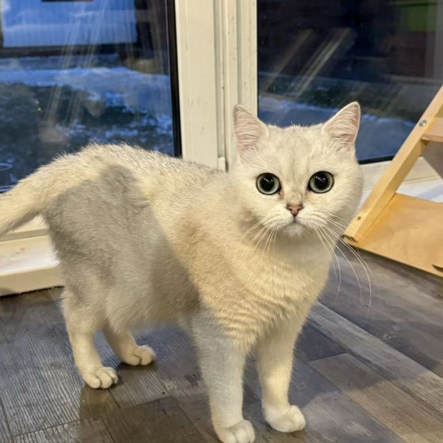 Кошку в добрые руки