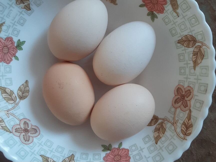 Домашние куриные яйца