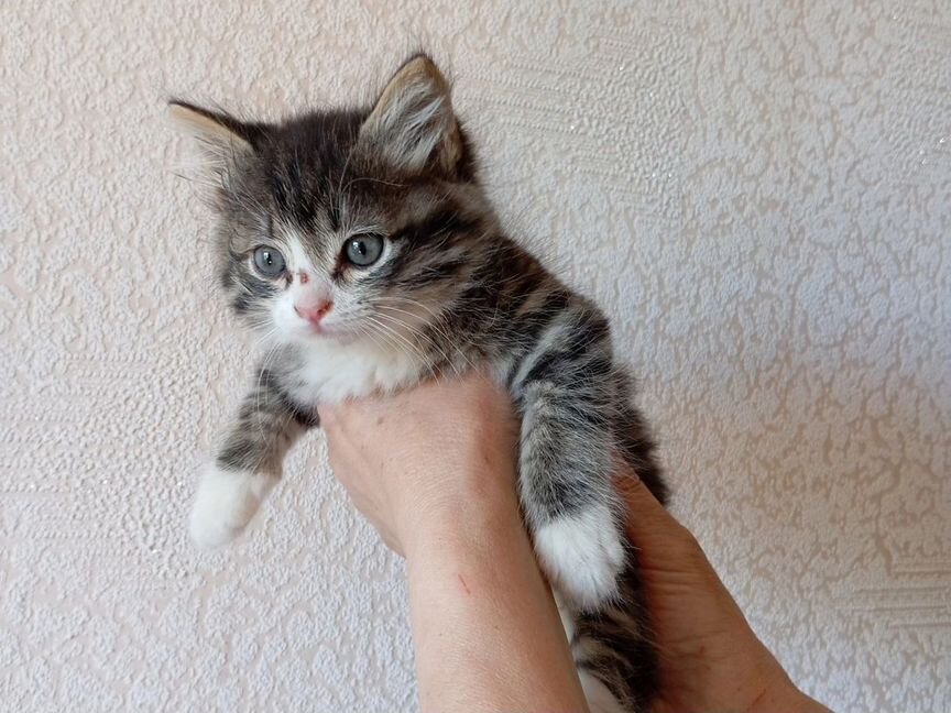 Котята в добрые руки бесплатно