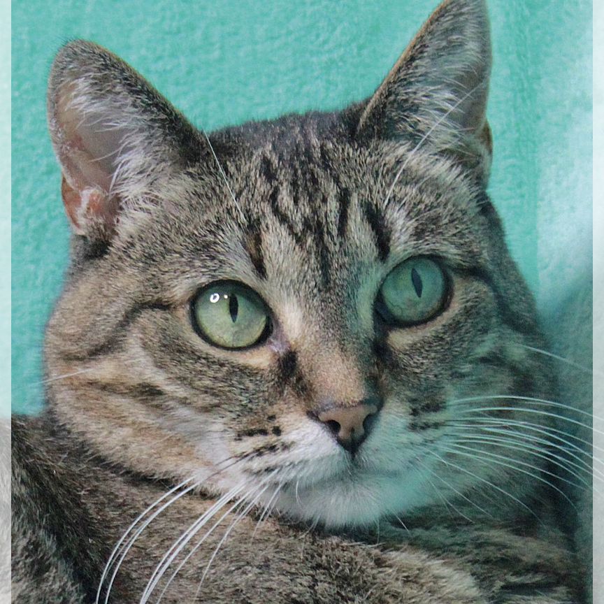 Европейская короткошёрстная, взрослая кошка