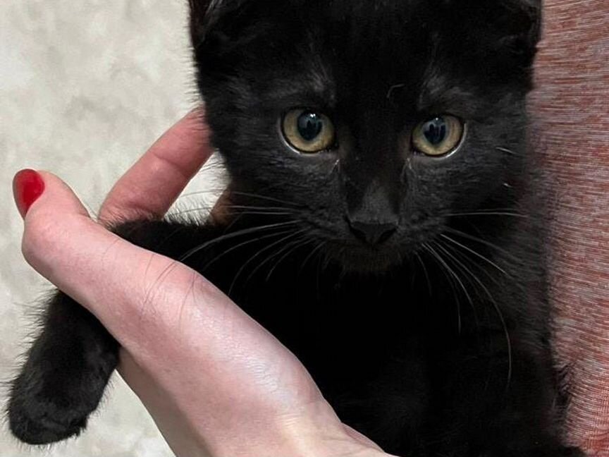 Малышня ищет дом