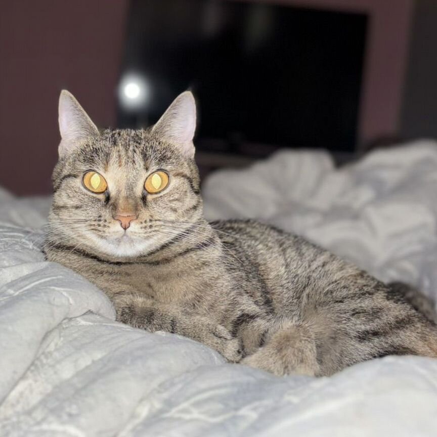 Взрослая кошка в добрые руки