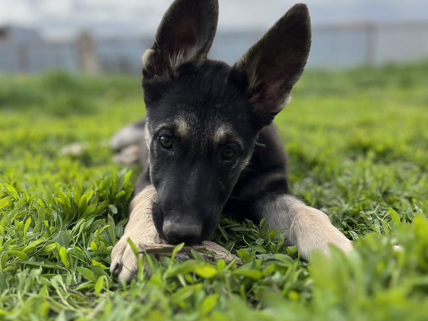 Восточно европейская овчарка продажа