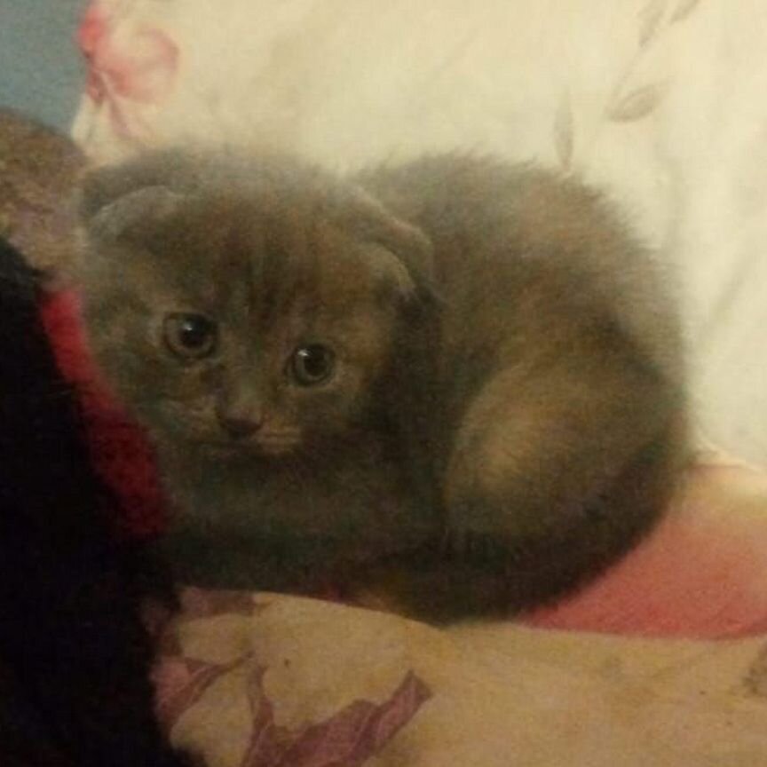 Шотландские вислоухие котята